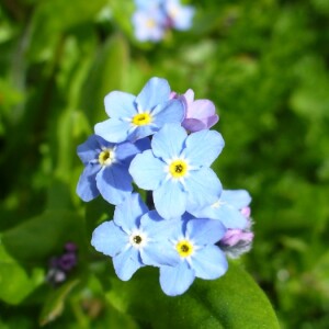 Miosotis - Uzgoj, Gnojidba, Sorte, Sadnja, Sjetva, Berba, Žetva ...