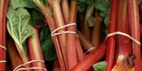 Rabarbara - Uzgoj, Gnojidba, Sorte, Sadnja, Sjetva, Berba, Žetva ...