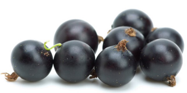 Crna ribizla - Uzgoj, Gnojidba, Sorte, Sadnja, Sjetva, Berba, Žetva ...