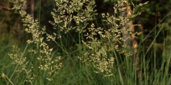 Rosulja bijela - Uzgoj, Gnojidba, Sorte, Sadnja, Sjetva, Berba, Žetva ...