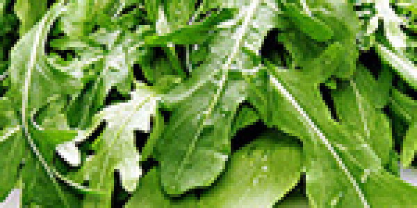 Rukola - Uzgoj, Gnojidba, Sorte, Sadnja, Sjetva, Berba, Žetva, Uporaba ...