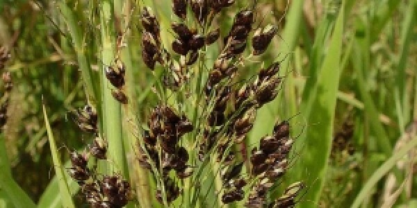 Sudanska trava - Gajenje, Đubrenje, Sorte, Sadnja, Setva, Berba, Žetva ...