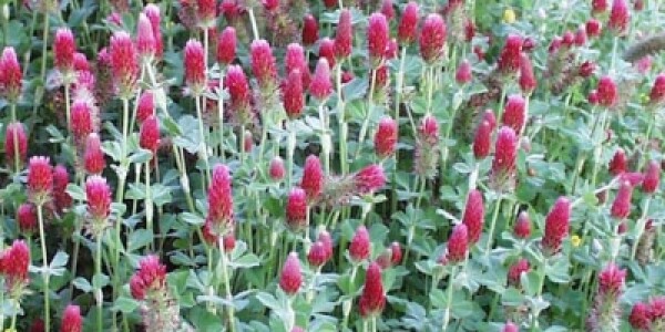 Djetelina inkarnatka - Uzgoj, Gnojidba, Sorte, Sadnja, Sjetva, Berba ...