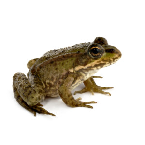 Žabe - Uzgoj, Gnojidba, Sorte, Sadnja, Sjetva, Berba, Žetva, Uporaba ...