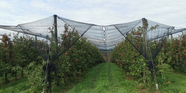 Ekološka zaštita jabuka? Evo preporuka! - Zid - Andermatt BIOinput d.o ...