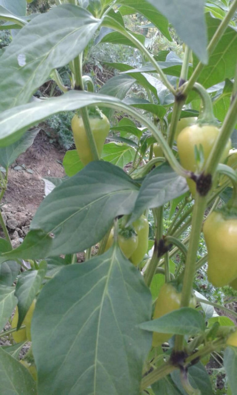 Paprika - Uzgoj, Gnojidba, Sorte, Sadnja, Sjetva, Berba, Žetva, Uporaba ...