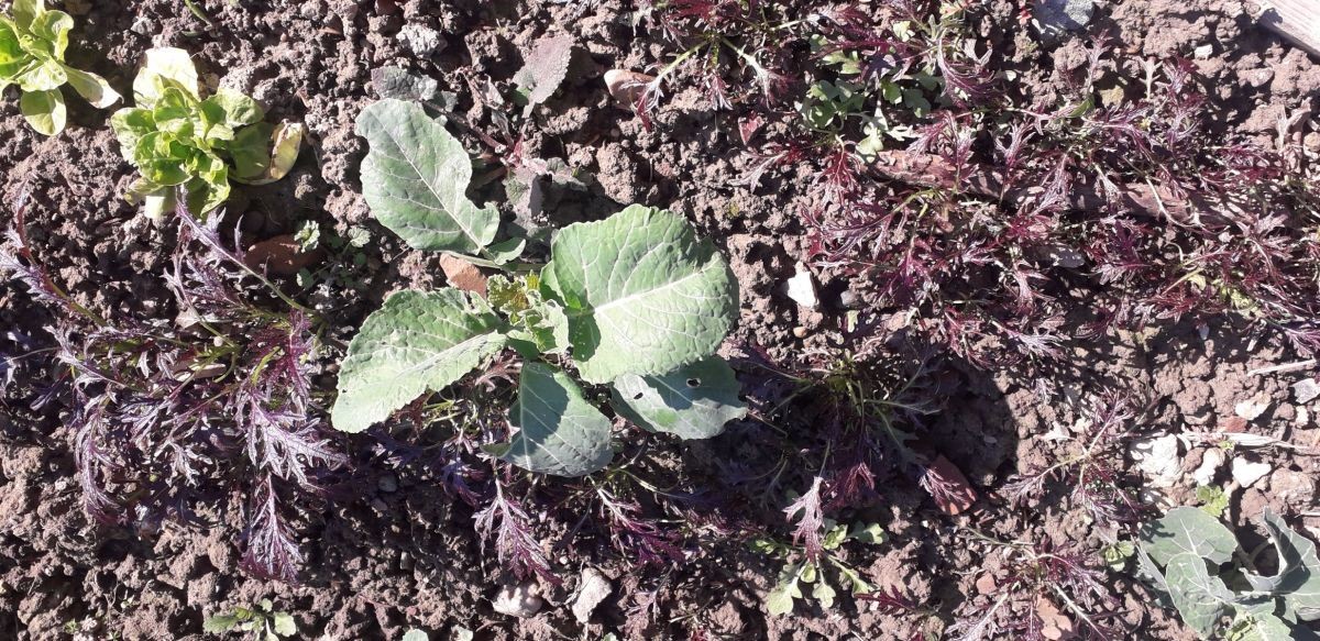 Radič - Gajenje, Đubrenje, Sorte, Sadnja, Setva, Berba, Žetva, Upotreba ...