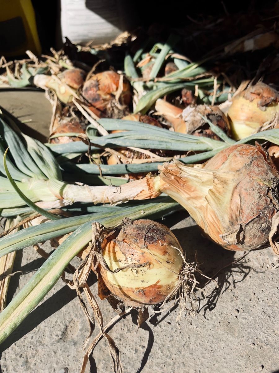 Luk - Uzgoj, Gnojidba, Sorte, Sadnja, Sjetva, Berba, Žetva, Uporaba ...