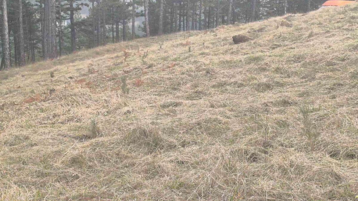 Bob - Uzgoj, Gnojidba, Sorte, Sadnja, Sjetva, Berba, Žetva, Uporaba ...