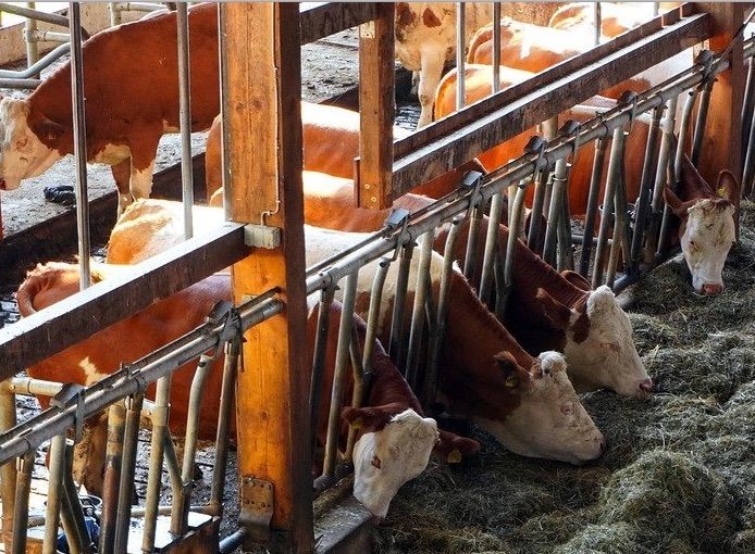 Stočarstvo - Uzgoj stoke i peradi, Poljoprivredna proizvodnja, Poticaji ...