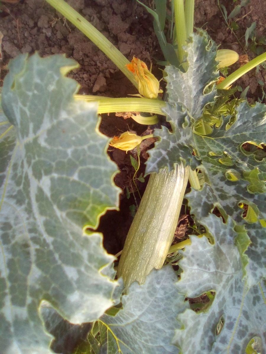 Tikva - Uzgoj, Gnojidba, Sorte, Sadnja, Sjetva, Berba, Žetva, Uporaba ...