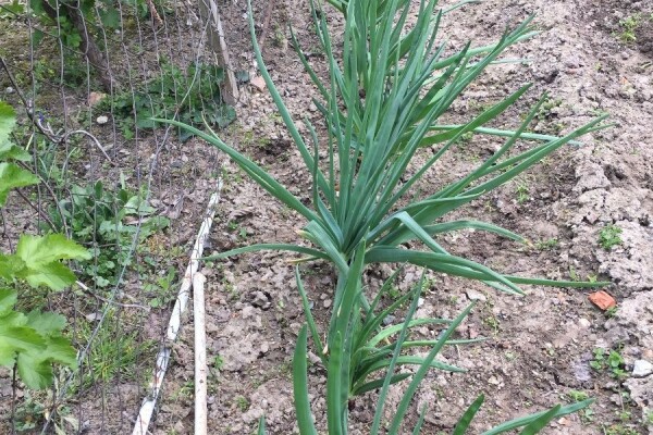 Luk - Uzgoj, Gnojidba, Sorte, Sadnja, Sjetva, Berba, Žetva, Uporaba ...