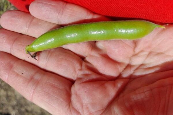 Miloduh - mili dašak našeg priobalja - Ukrasno i ljekovito bilje ...