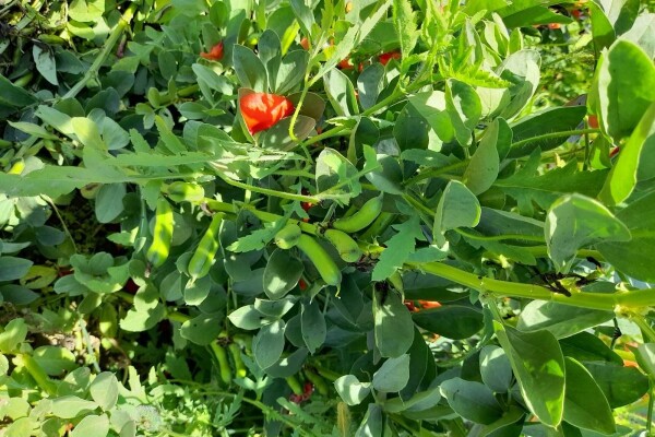 Miloduh - mili dašak našeg priobalja - Ukrasno i ljekovito bilje ...