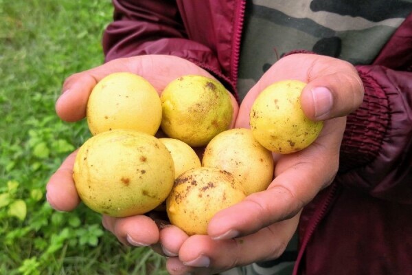 Radič - Gajenje, Đubrenje, Sorte, Sadnja, Setva, Berba, Žetva, Upotreba ...