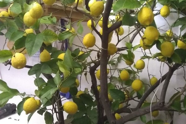 Limun - Gajenje, Đubrenje, Sorte, Sadnja, Setva, Berba, Žetva, Upotreba ...