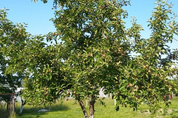 Jabuka - Uzgoj, Gnojidba, Sorte, Sadnja, Sjetva, Berba, Žetva, Uporaba ...