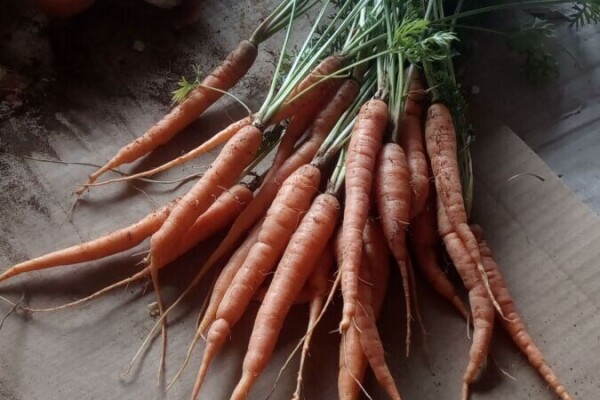 Mrkva - Uzgoj, Gnojidba, Sorte, Sadnja, Sjetva, Berba, Žetva, Uporaba ...