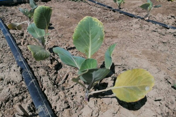 Insekticidi - Zaštitna sredstva | Agroklub.com