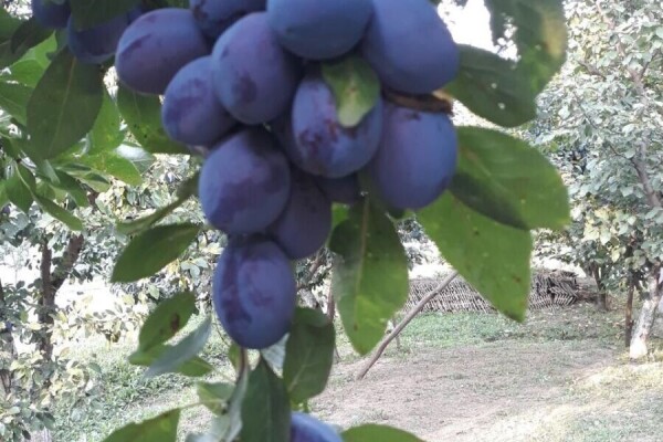 Šljiva - Gajenje, Đubrenje, Sorte, Sadnja, Setva, Berba, Žetva ...