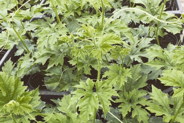 Dinja - Uzgoj, Gnojidba, Sorte, Sadnja, Sjetva, Berba, Žetva, Uporaba ...