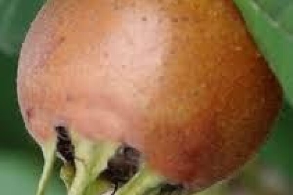 Voće - Biljne vrste i sortne liste | Agroklub.com