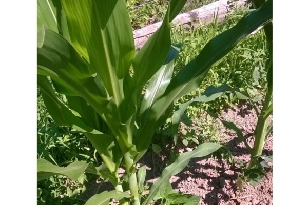 Bamija - Uzgoj, Gnojidba, Sorte, Sadnja, Sjetva, Berba, Žetva, Uporaba ...