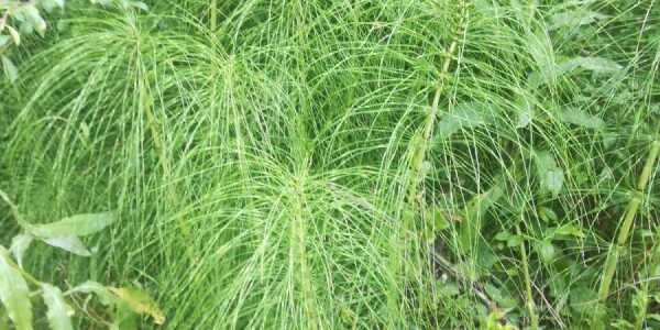 Rastavić, preslica. - Zid - Danijela Plavšić | Agroklub.ba