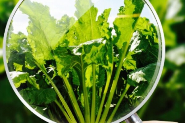 Šećerna repa - Uzgoj, Gnojidba, Sorte, Sadnja, Sjetva, Berba, Žetva ...