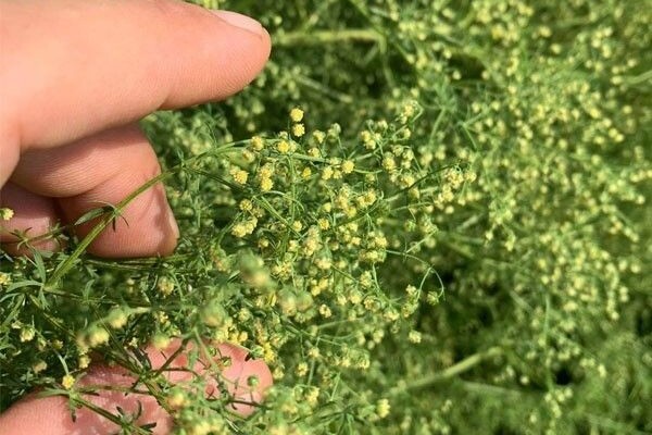 Pelin - Uzgoj, Gnojidba, Sorte, Sadnja, Sjetva, Berba, Žetva, Uporaba ...