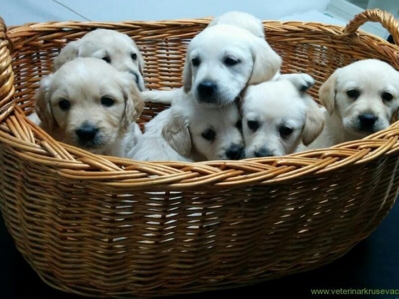 U grupi psećih bolesti šteneca... - Zid - Ljiljana71 | Agroklub.rs