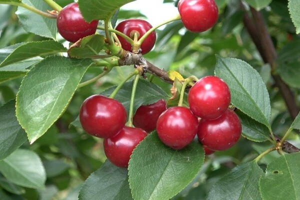 Višnja - Gajenje, Đubrenje, Sorte, Sadnja, Setva, Berba, Žetva ...