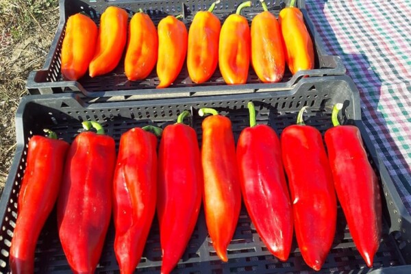 Paprika - Gajenje, Đubrenje, Sorte, Sadnja, Setva, Berba, Žetva ...