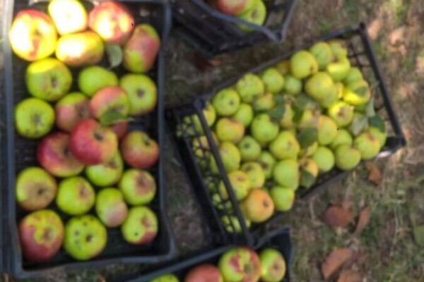 Jabuka - Uzgoj, Gnojidba, Sorte, Sadnja, Sjetva, Berba, Žetva, Uporaba ...