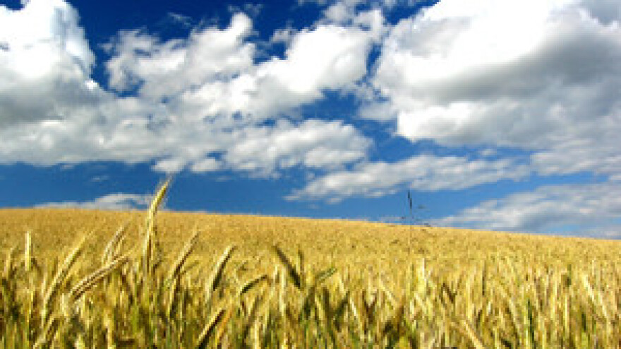 Zaštita žitarica od paleži klasa - Ratarstvo | Agroklub.com