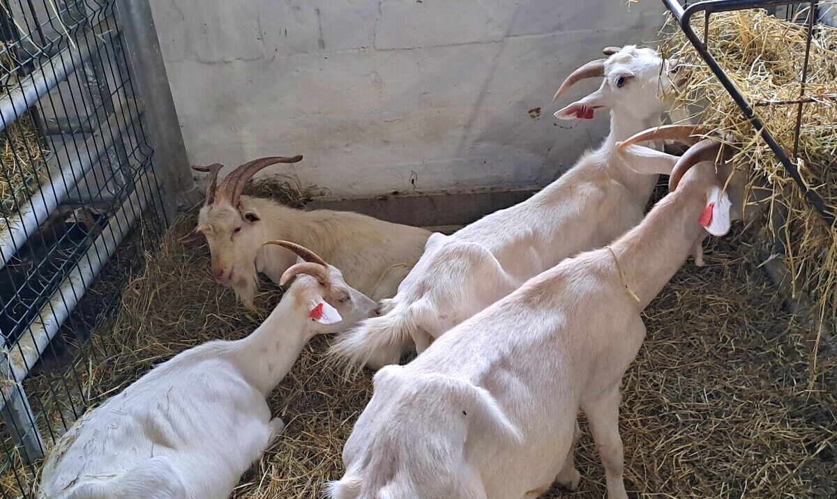 Spasili gotovo izumrlu istarsku kozu: Ona nije samo simbol na grbu, već ...