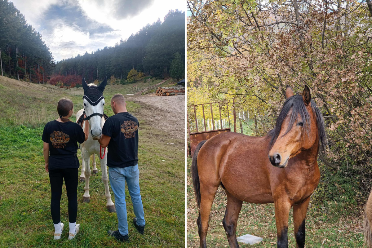 Čuvaju bosanskog brdskog konja i razvijaju konjarstvo u Hercegovini ...