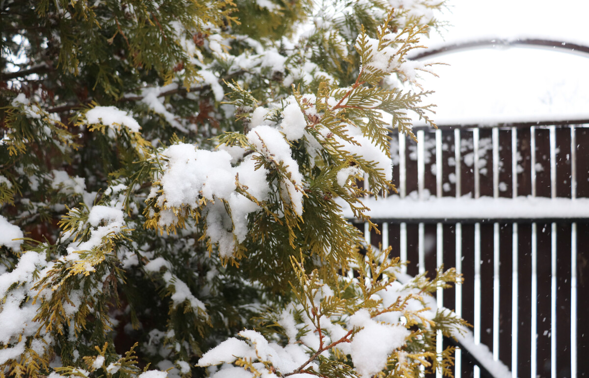 S kojih biljaka treba uklanjati snijeg i što ako je polomio grane ...