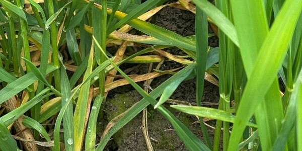 Šta je pokazao monitoring sortnih ogleda strnih žita? - Ratarstvo ...