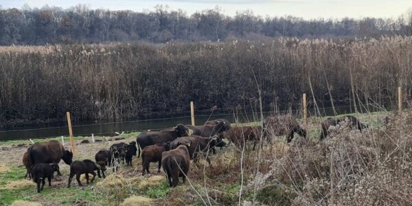 Krdo od 19 bivola stiglo u rezervat Obedska bara - Stočarstvo | Agroklub.rs