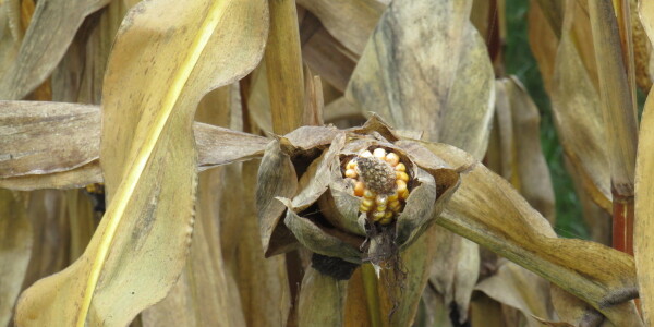 Mikotoksine je nemoguće izbjeći, ali je moguće smanjiti njihov utjecaj ...