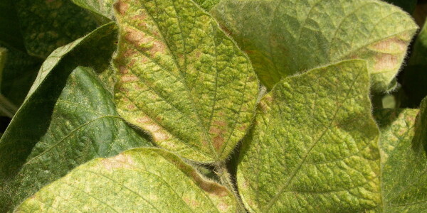 Pojavile su se grinje u soji, s čime suzbiti? - Ratarstvo | Agroklub.com