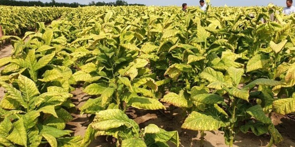 Udruga Krupan list: Cijene svih ratarskih kultura rastu, jedino duhan ...