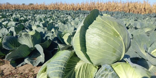 Kreće rasađivanje kupusnjača: Kako gajiti organski kupus? - Povrtarstvo ...
