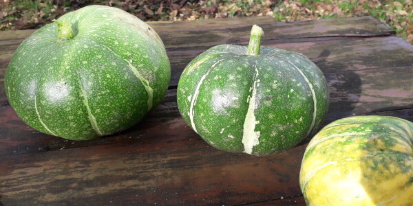 Bundeva, tikva, buča ili misirača - kraljica jeseni od koje se pravi i ...