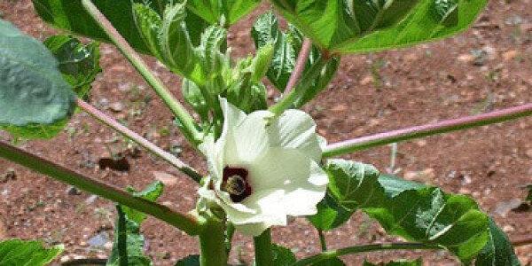 Bamija posebna biljka - Povrćarstvo | Agroklub.com