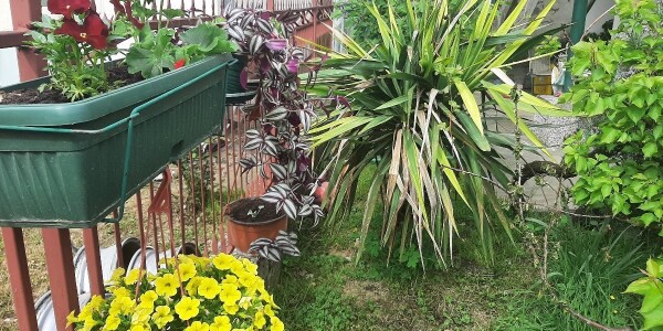 Gde grešimo u sadnji i nezi cveća? - Ukrasno i lekovito bilje | Agroklub.rs