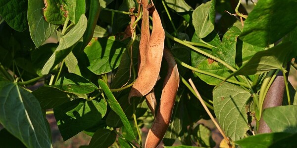 Kako posejati i uzgajati pasulj - Povrtarstvo | Agroklub.rs