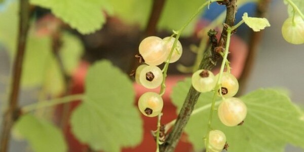 Ribizla - perspektivna kultura! - Voćarstvo | Agroklub.rs