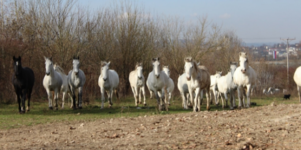 Lipicaneri su kulturno bogatsvo u poljoprivredi - elegantni i dobre ...
